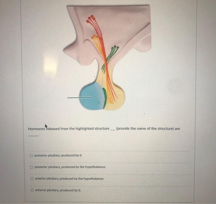 Solved What is a function of the highlighted structures? | Chegg.com