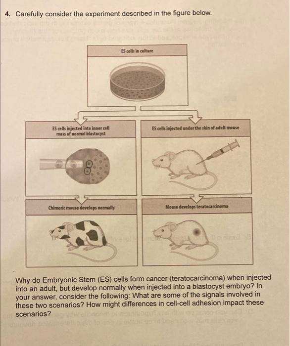 Solved 2. To identify the stem cells in the epidermis, one | Chegg.com
