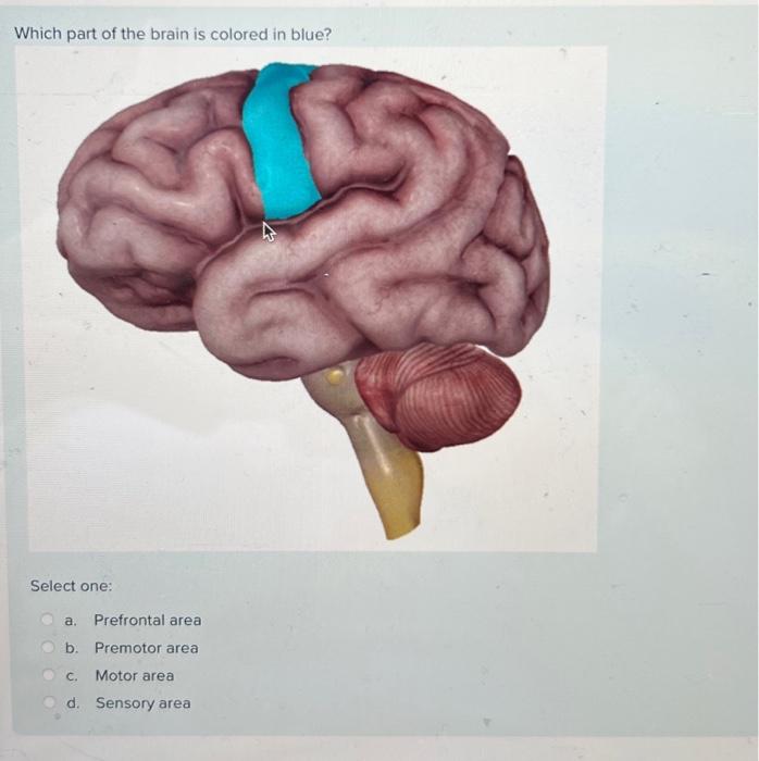 Solved Which part of the brain is colored in blue? Select | Chegg.com
