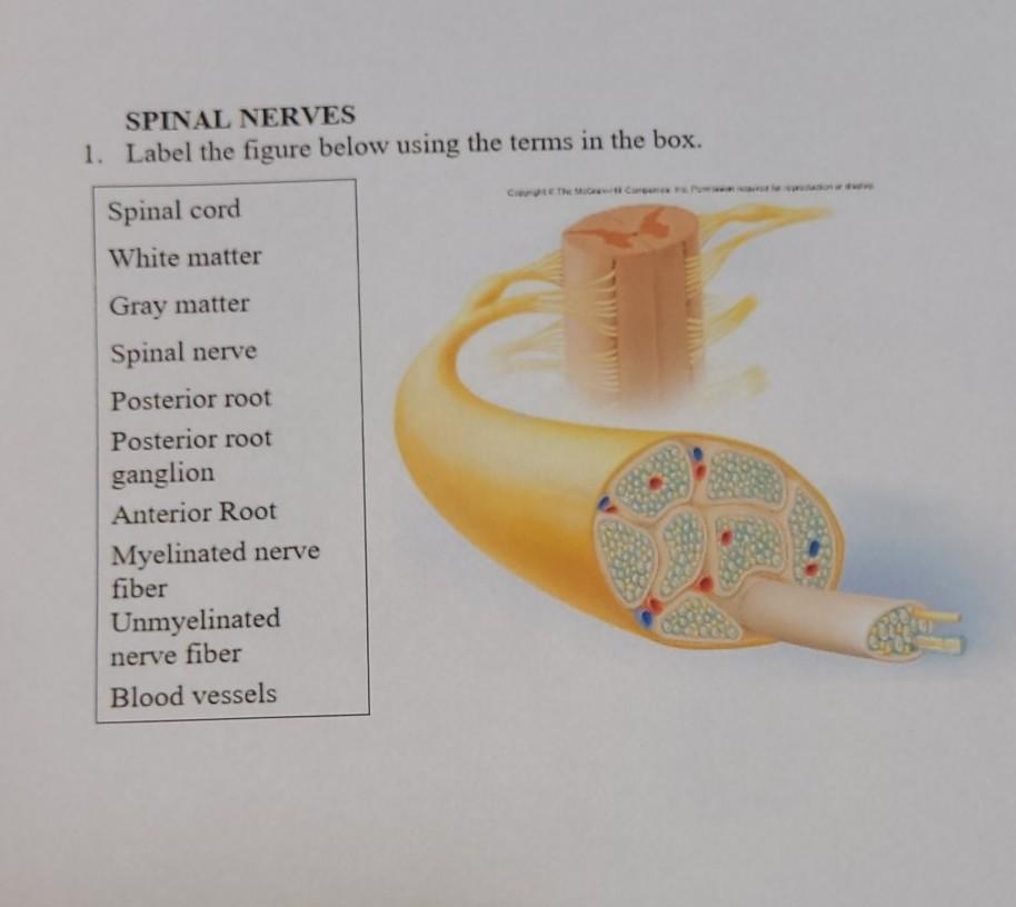 SPINAL NERVES 1. Label the figure below using the | Chegg.com