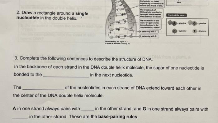Solved 2. Draw a rectangle around a single nucleotide in the | Chegg.com