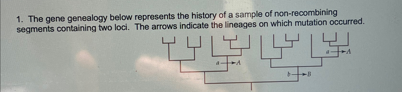Solved The gene genealogy below represents the history of a | Chegg.com