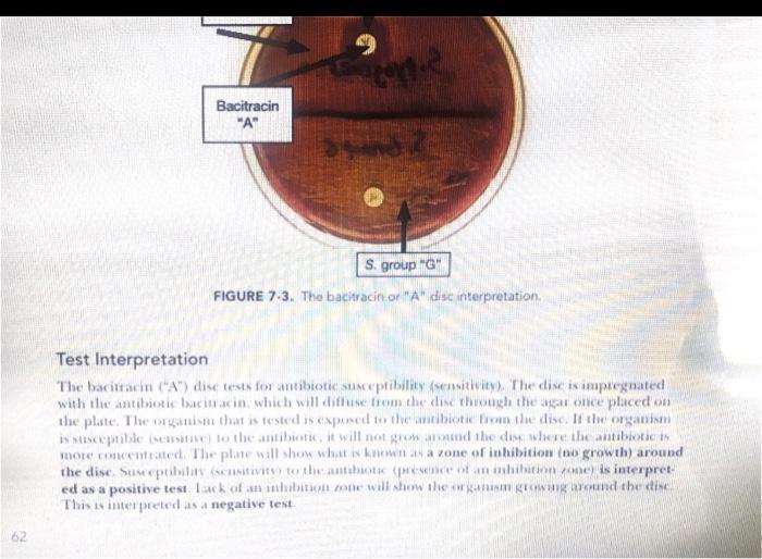 Solved The Bacitracin or "A" Disc The bacitracin ("A") disc | Chegg.com