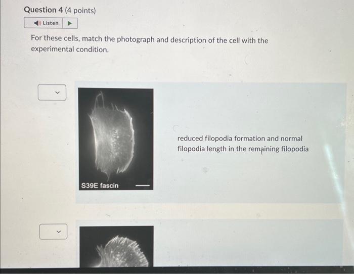 Solved reduced filopodia formation and normal filopodia | Chegg.com