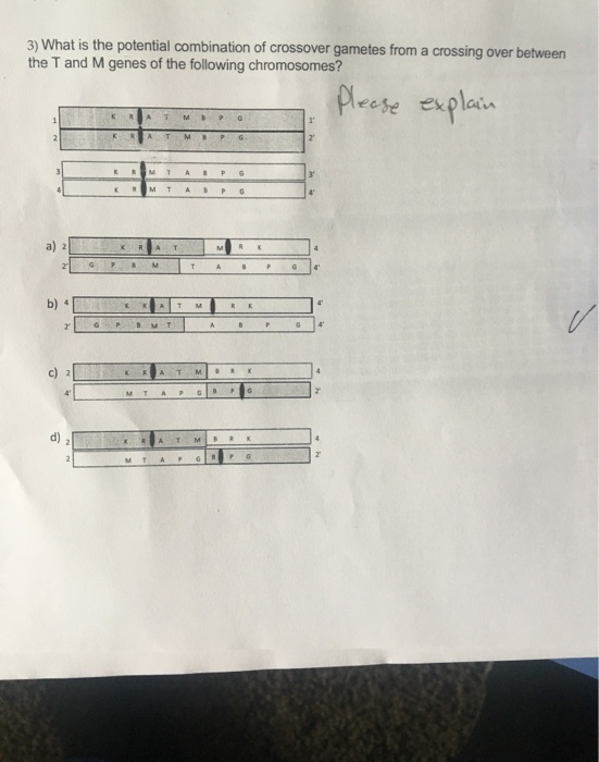 Solved 3) What is the potential combination of crossover | Chegg.com