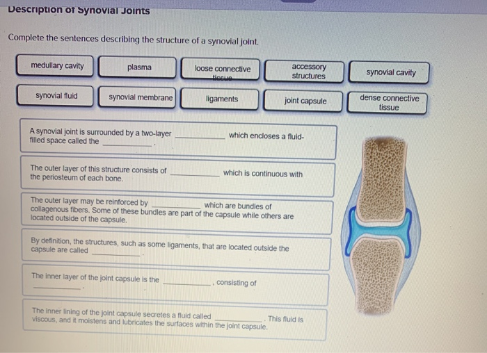 Solved: Description Of Synovial Joints Complete The Senten... | Chegg.com