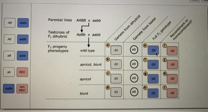 Solved Parental lines AABB x aabb AB Aabb Recombinant or | Chegg.com