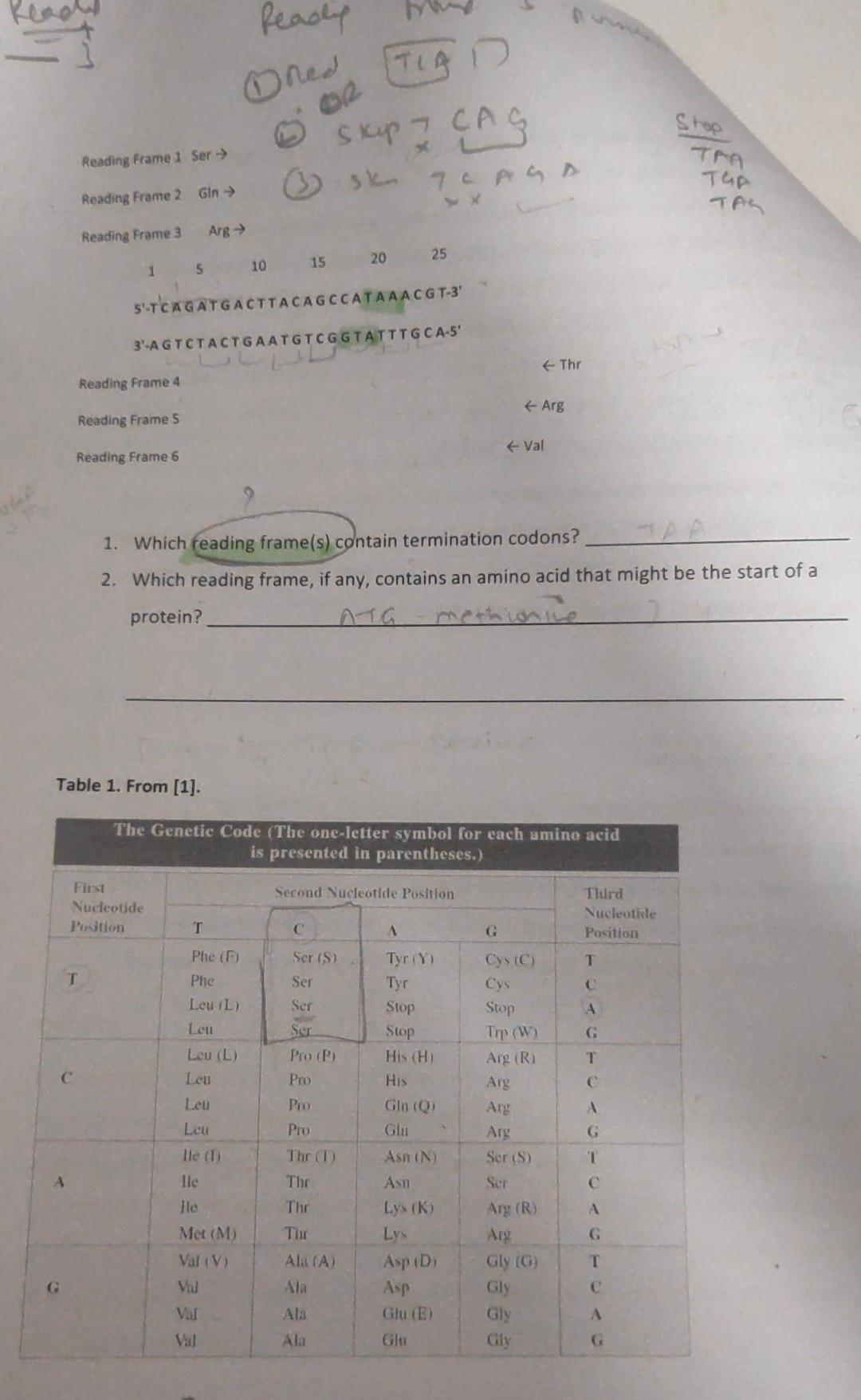 Solved 1. Which eading frame(s) contain termination codons? | Chegg.com