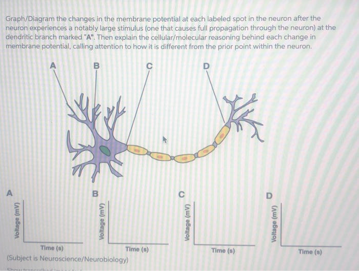 Solved Graph/Diagram the changes in the membrane potential | Chegg.com