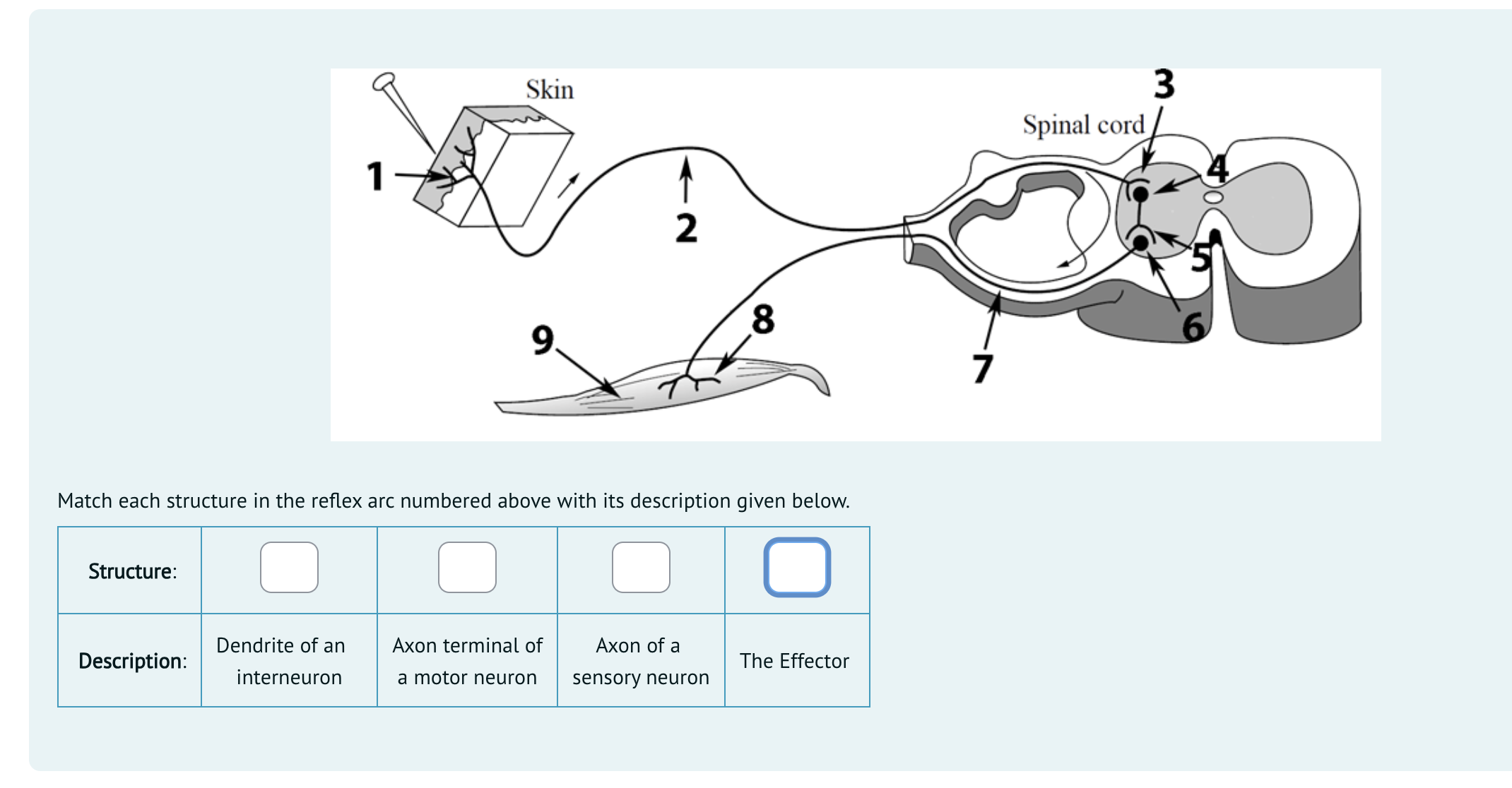 Solved Match each structure in ﻿the reflex arc numbered | Chegg.com
