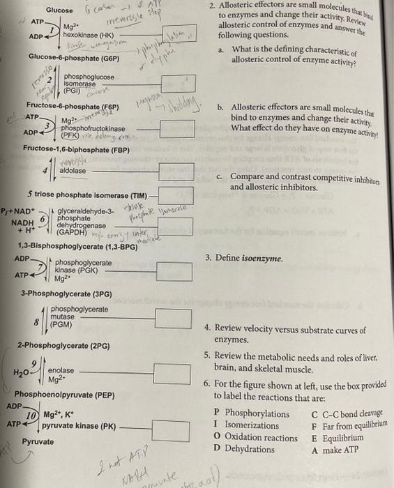 Solved 2. Allosteric effectors are small molecules that bind | Chegg.com