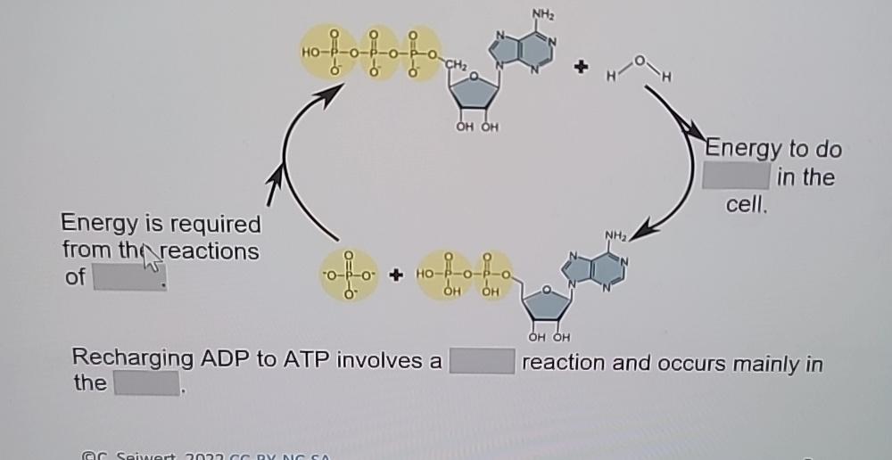 Solved Energy is requiredfrom thNreactionsofRecharging ADP | Chegg.com