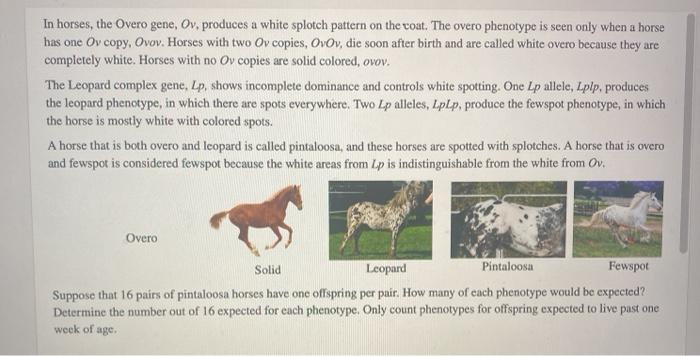 Solved In horses, the Overo gene, Ov, produces a white | Chegg.com