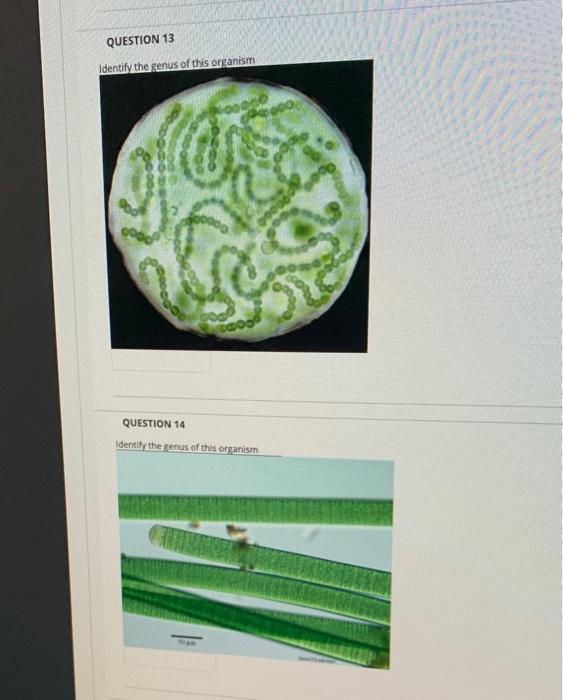 Solved QUESTION 13 Identify the genus of this organism Od | Chegg.com