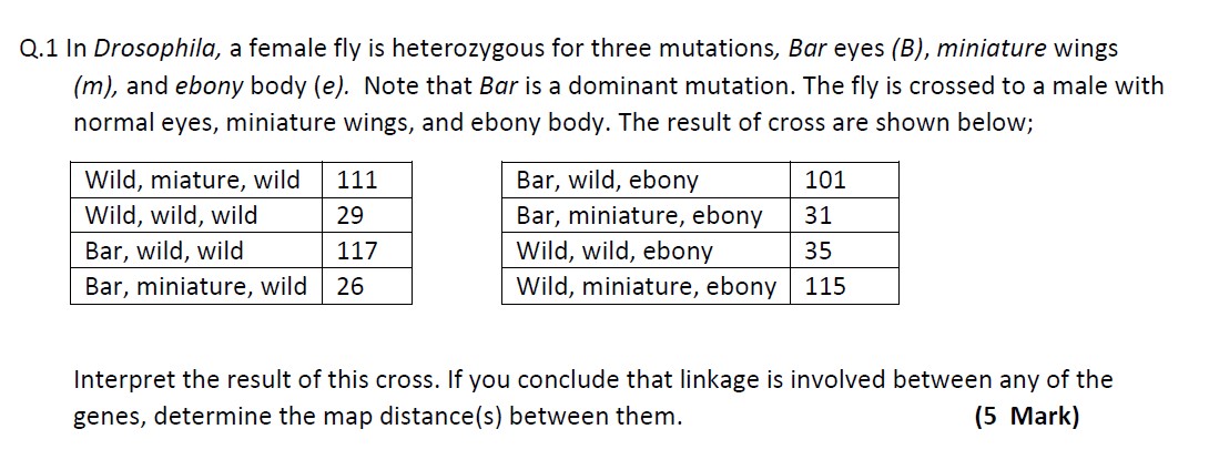 Solved Q. 1 ﻿In Drosophila, a female fly is heterozygous for | Chegg.com