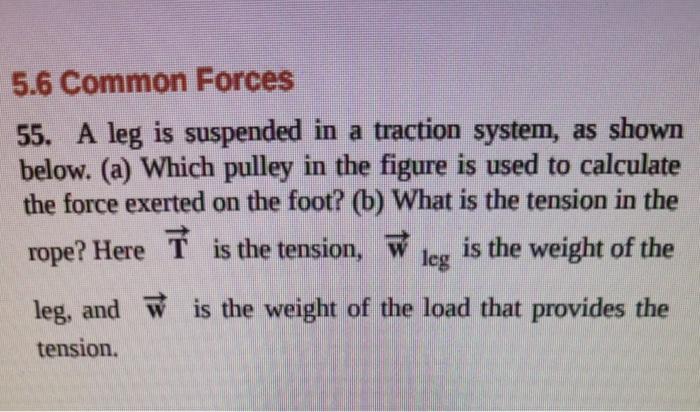 Solved 5.6 Common Forces 55. A leg is suspended in a | Chegg.com