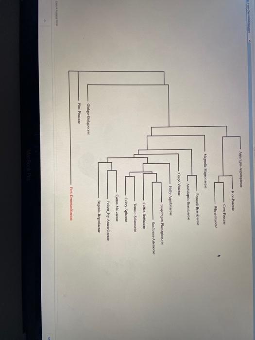 Solved Worksheet to accompany Phylogenetics Lab Exercise | Chegg.com