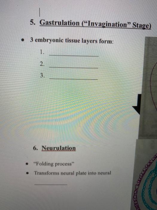 Solved 2. Morulation (“Cleavage” Stage) • A lot of (cell | Chegg.com