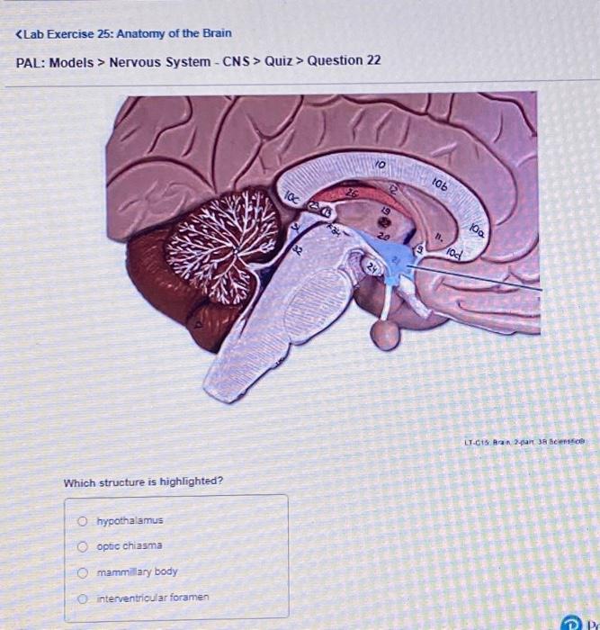 Solved Nervous System: CNS > Quiz > Question 19 Which | Chegg.com