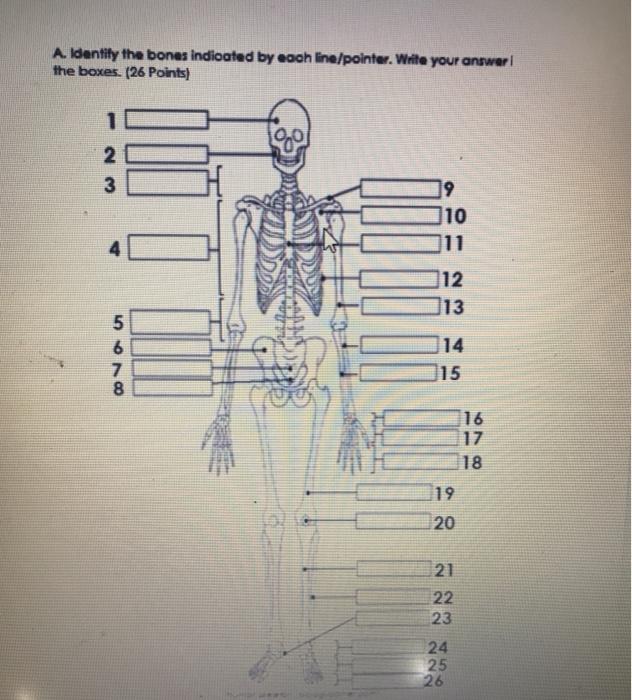Solved A. Identify the bones indicated by each line/pointer. | Chegg.com