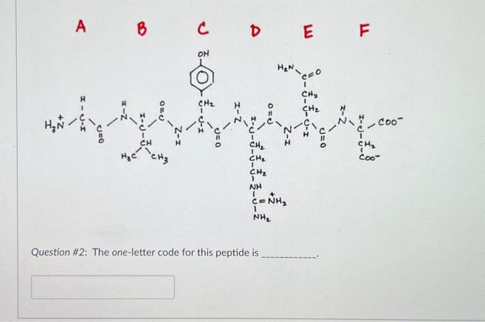 Solved Question \#2: The one-letter code for this peptide is | Chegg.com