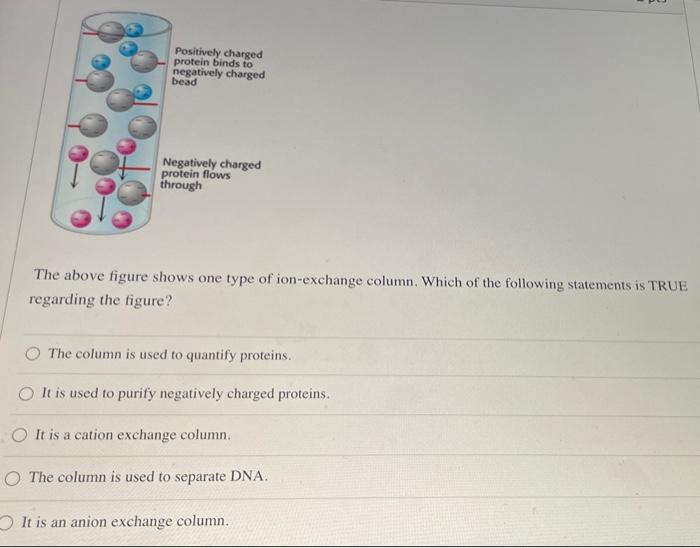 Solved Positively charged protein binds to negatively | Chegg.com