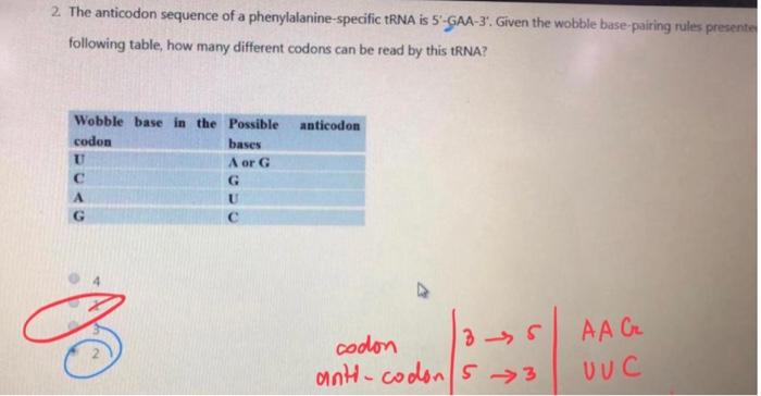 Solved 2. The anticodon sequence of a phenylalanine-specific | Chegg.com