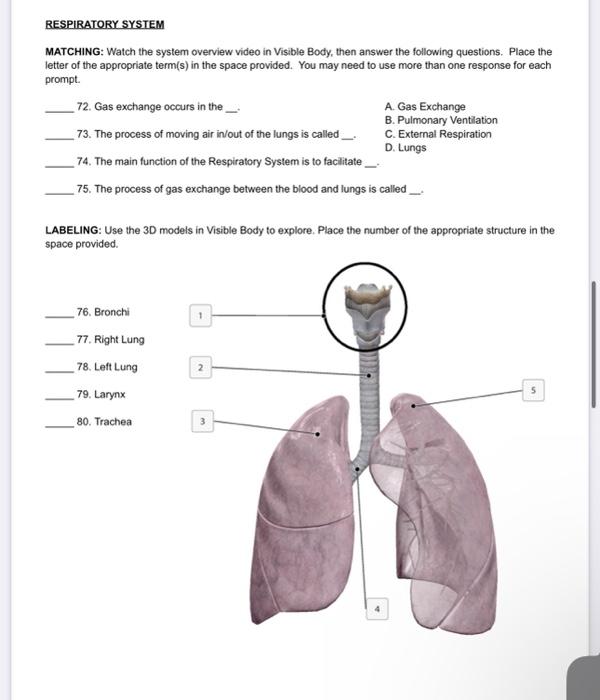 Solved RESPIRATORY SYSTEM MATCHING: Watch the system | Chegg.com