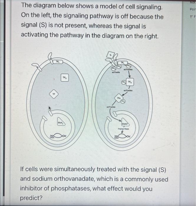 Solved The diagram below shows a model of cell signaling. On | Chegg.com