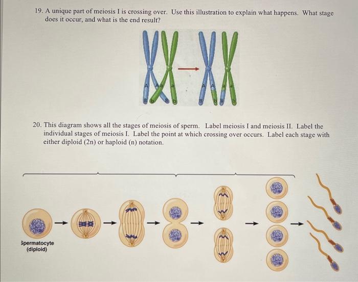 Solved 19. A unique part of meiosis I is crossing over. Use | Chegg.com