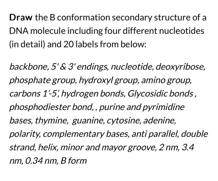 Solved Draw the B conformation secondary structure of a DNA | Chegg.com