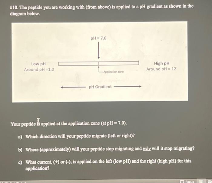 Solved 19. Bxamining the peptide sequence from above, you | Chegg.com