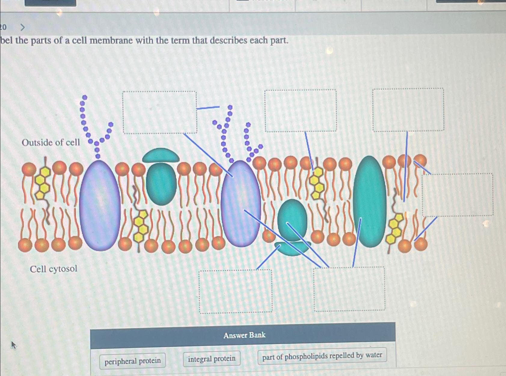Solved bel the parts of a cell membrane with the term that | Chegg.com