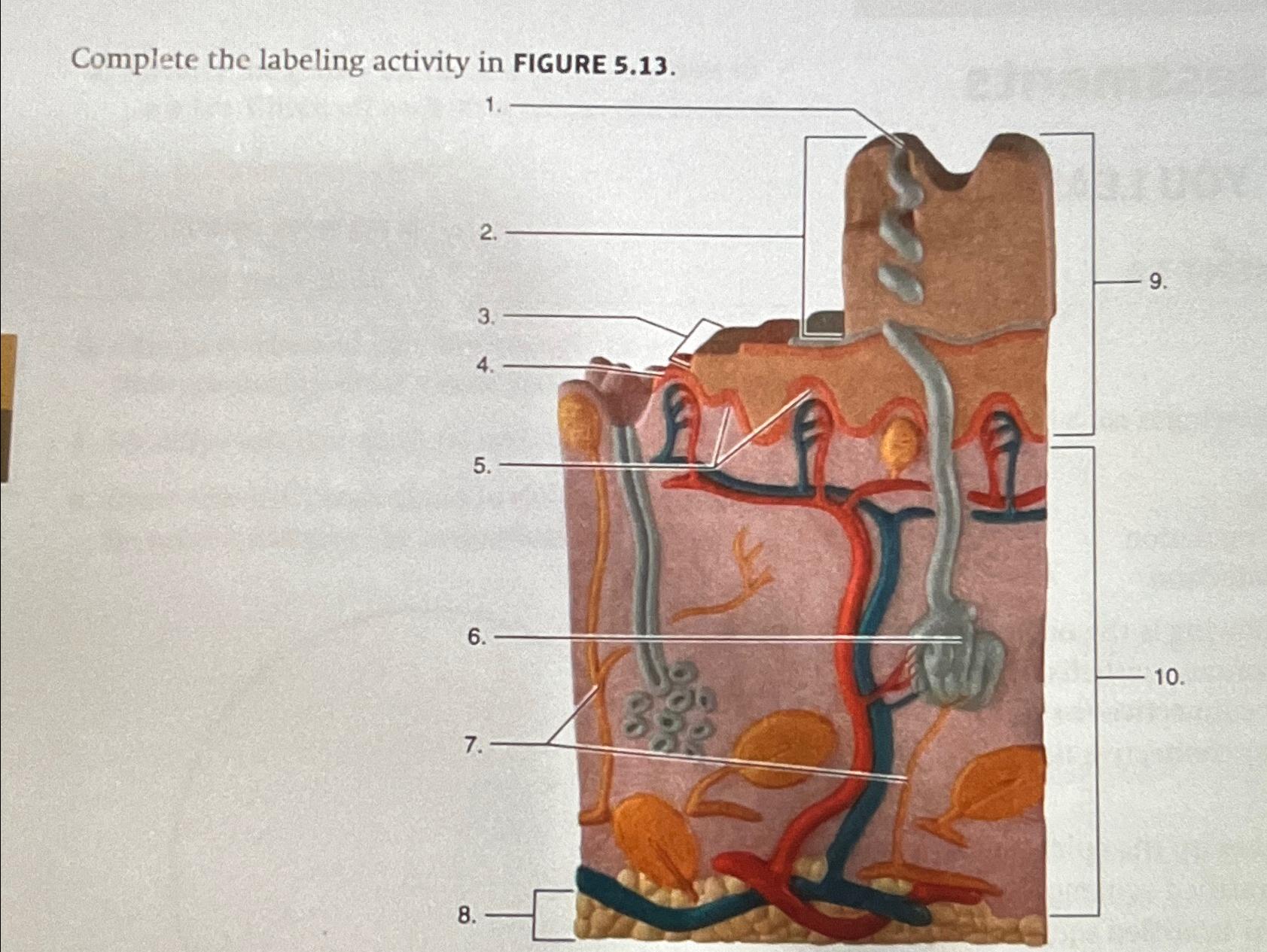 Complete the labeling activity in FIGURE 5.13. | Chegg.com