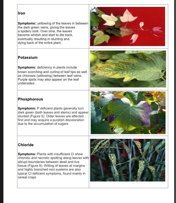 Solved Plant Deficiency Lab Guide Plant Deficiency Example | Chegg.com