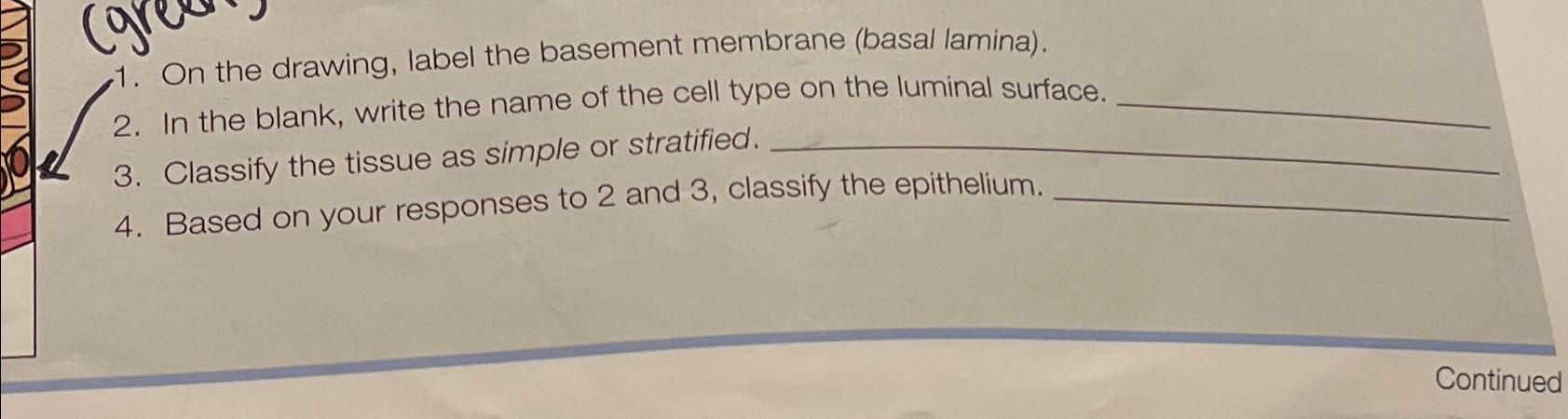 Solved On the drawing, label the basement membrane (basal | Chegg.com