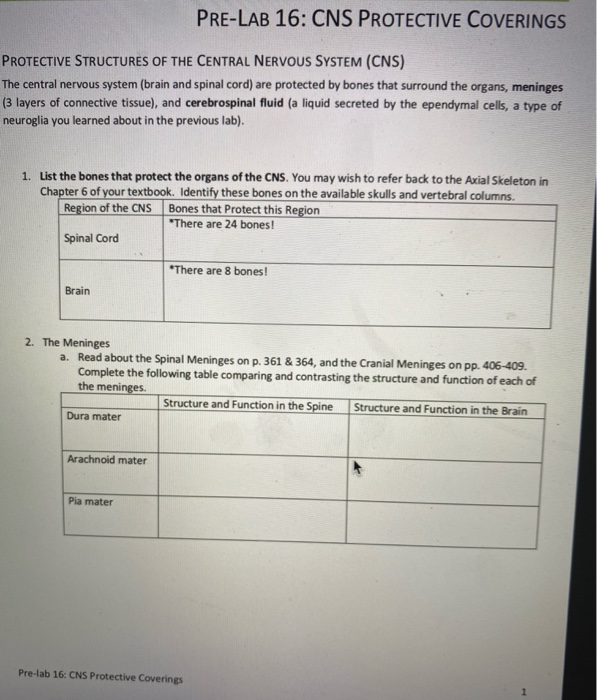 Solved PRE-LAB 16: CNS PROTECTIVE COVERINGS PROTECTIVE | Chegg.com