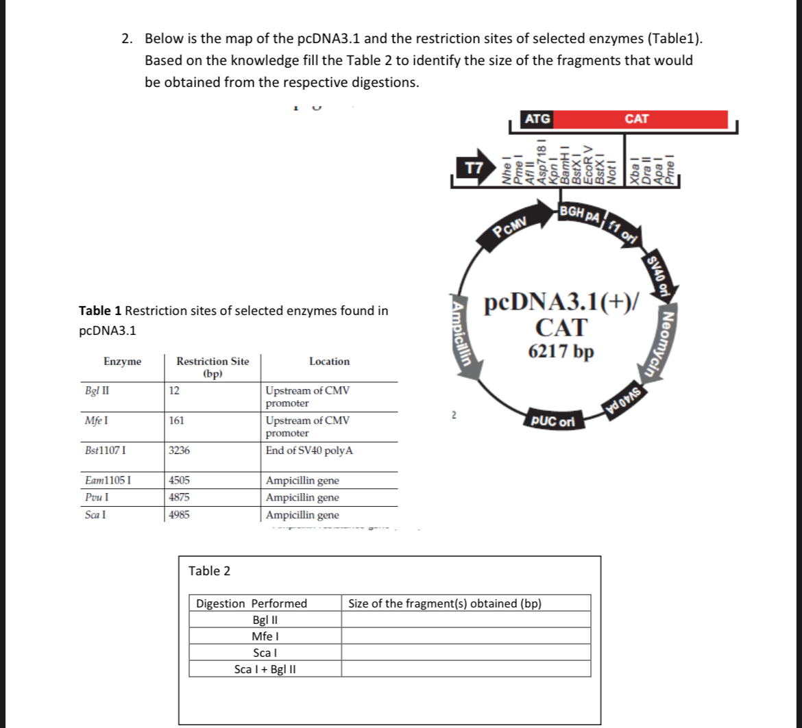 Solved Below is the map of the pcDNA3.1 ﻿and the restriction | Chegg.com