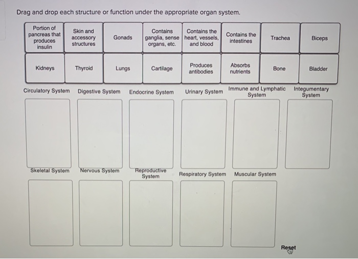 Solved Drag and drop each structure or function under the | Chegg.com