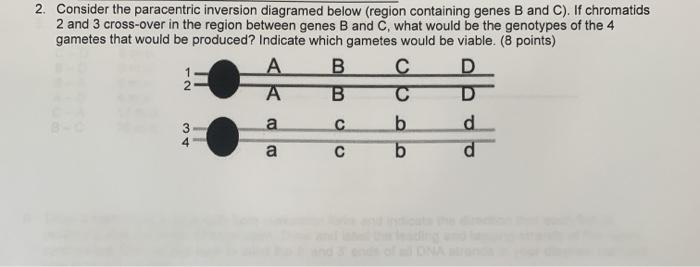 Solved 2. Consider the paracentric inversion diagramed below | Chegg.com