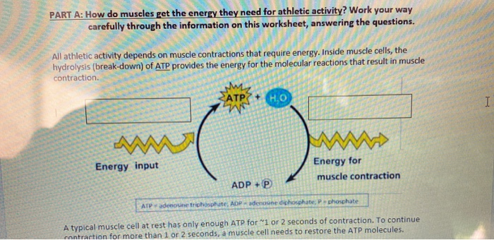 Solved PART A: How do muscles get the energy they need for | Chegg.com