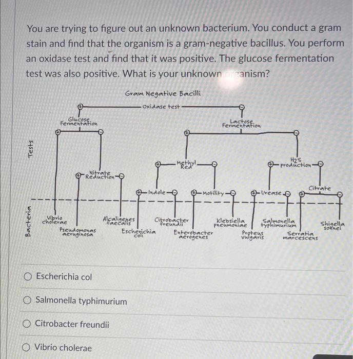 Solved You are trying to figure out an unknown bacterium. | Chegg.com
