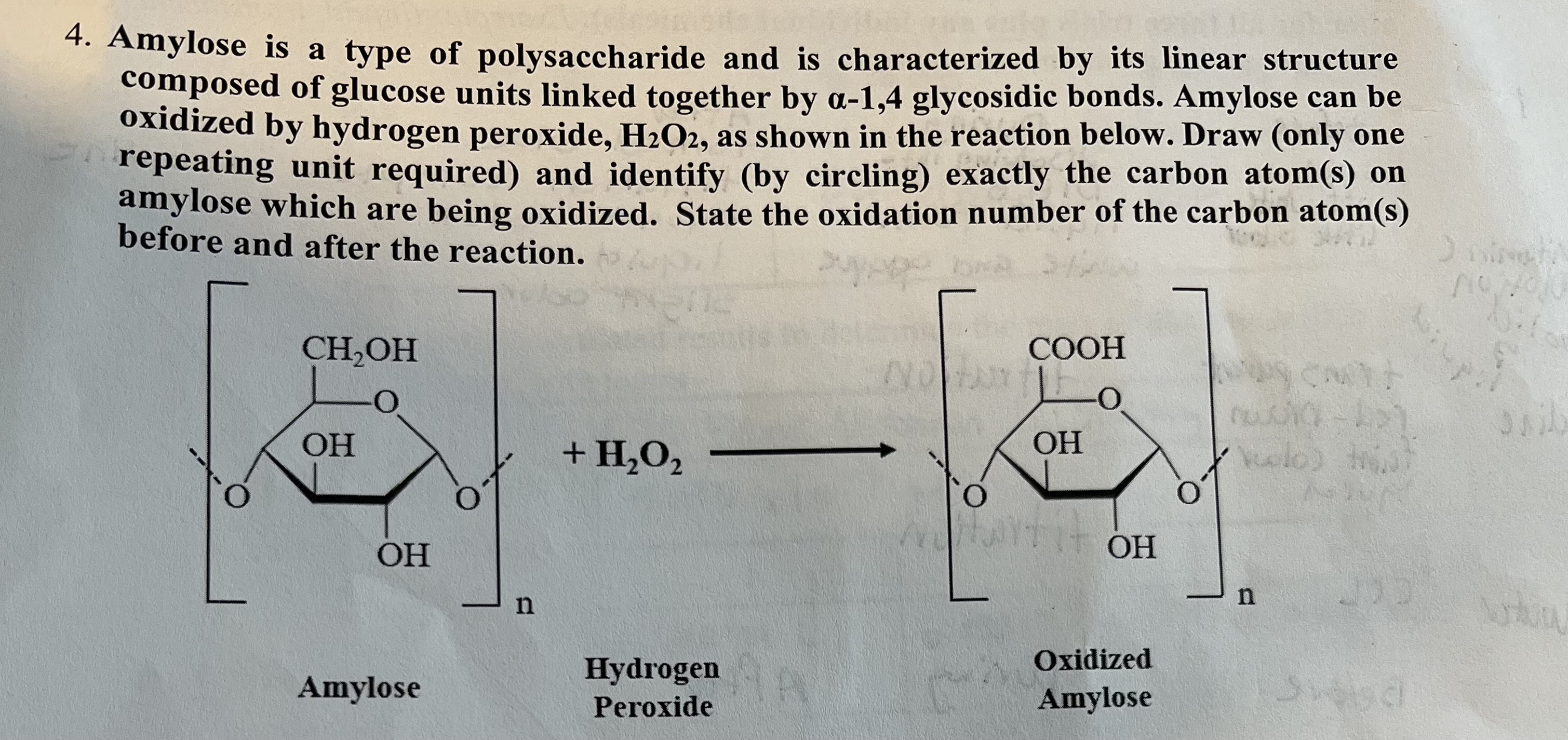 Solved 4. ﻿Amylose is a type of polysaccharide and is | Chegg.com