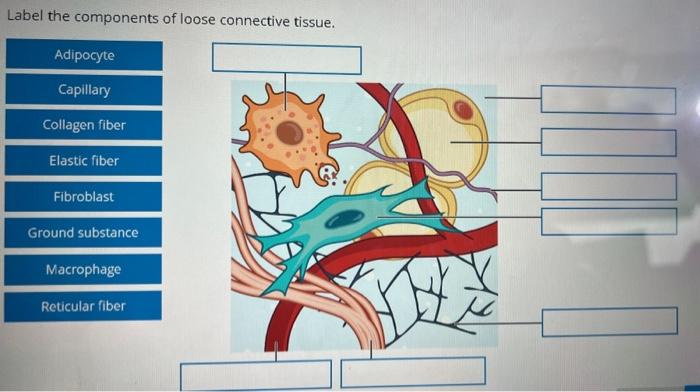 Solved Label the components of loose connective tissue. | Chegg.com
