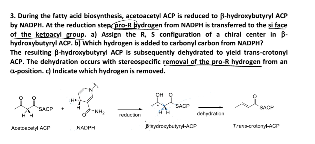 During the fatty acid biosynthesis, acetoacetyl ACP | Chegg.com