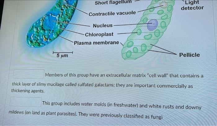 Solved For each of the descriptions below, type in the blank | Chegg.com