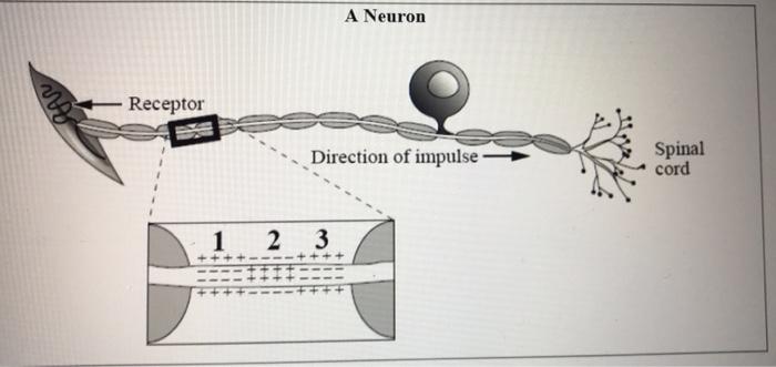 Solved A Neuron Receptor sar Direction of impulse Spinal | Chegg.com