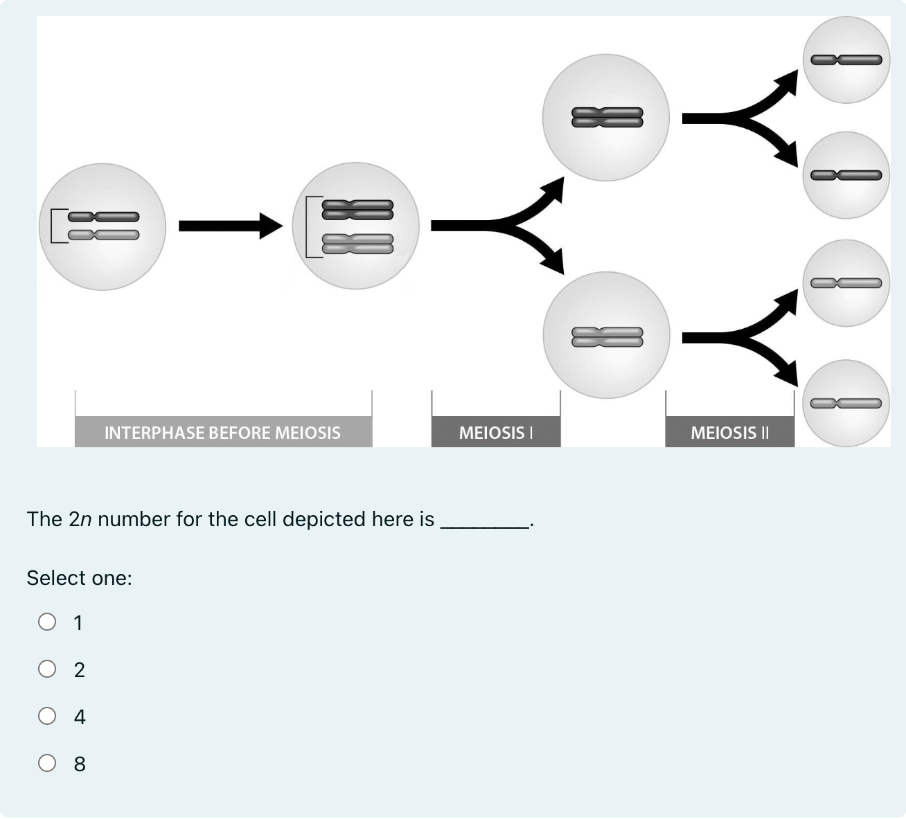 Solved The 2n ﻿number for the cell depicted here isSelect | Chegg.com