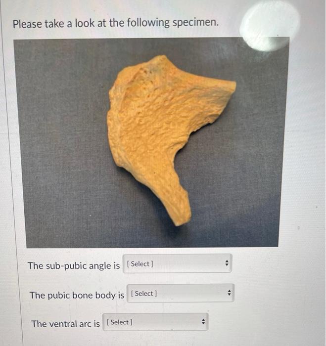 Solved Please take a look at the following specimen. The | Chegg.com