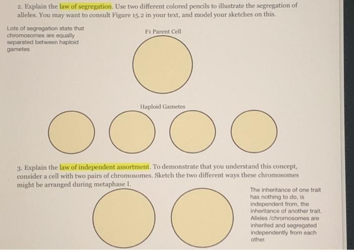 Solved 2. Explain the law of segregation. Use two different | Chegg.com Solved 2. Explain the law of segregation. Use two different | Chegg.com